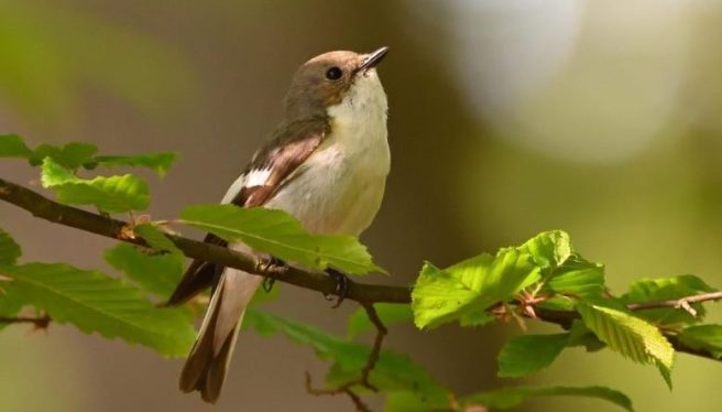 A Peaceful Perspective – BARBARA HIGBY