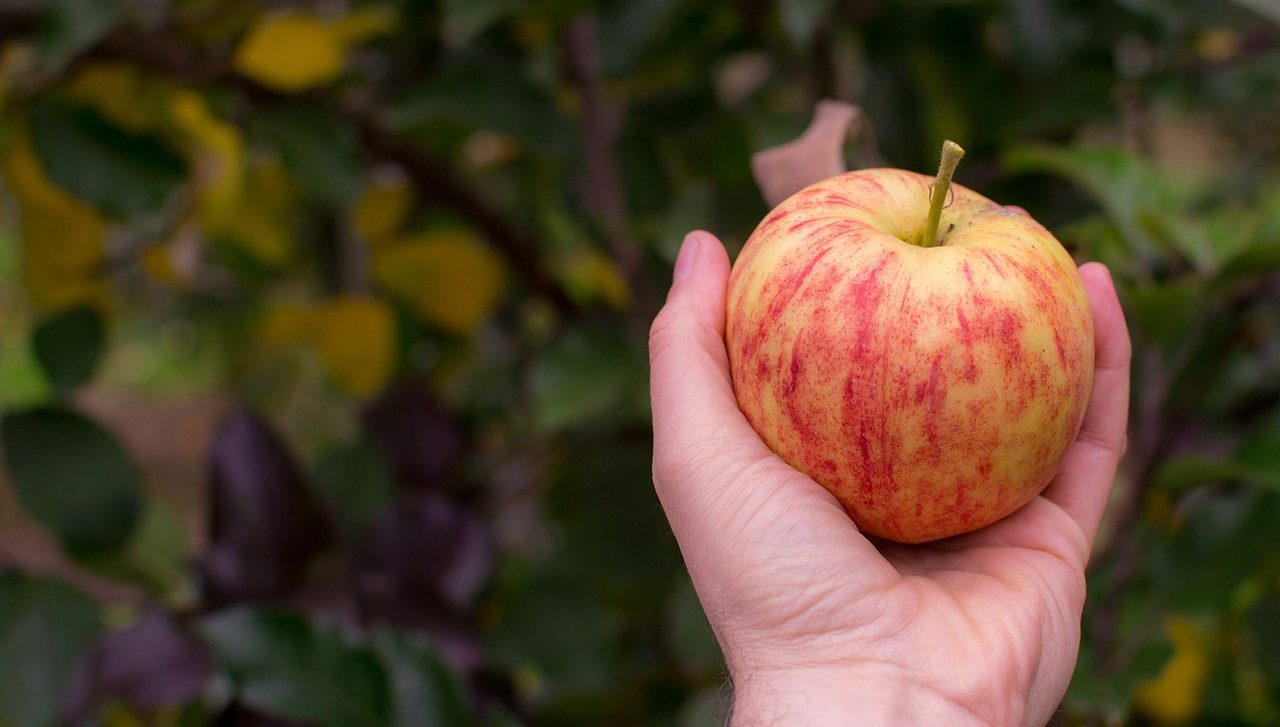 Why I Don’t Go Apple Picking – BARBARA HIGBY
